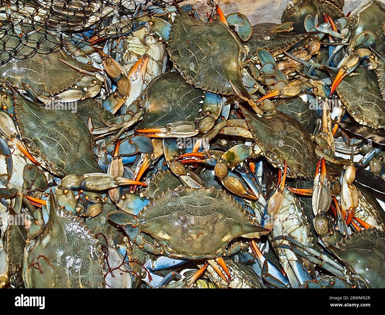 Claw of a crayfish hi-res stock photography and images - Alamy