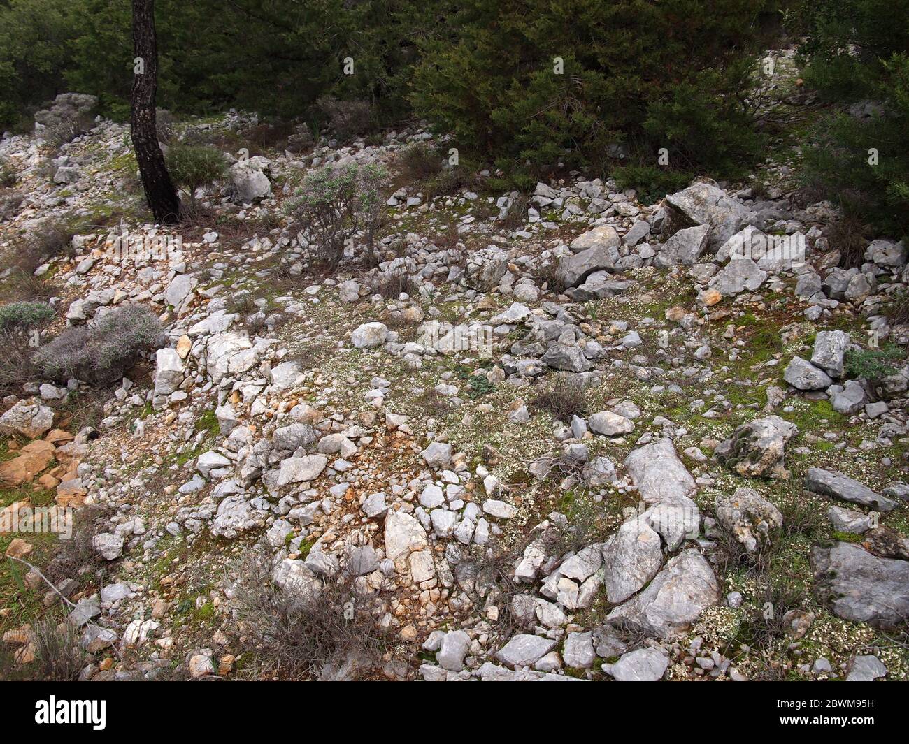 Botanical garden of Athens (Greece Stock Photo - Alamy