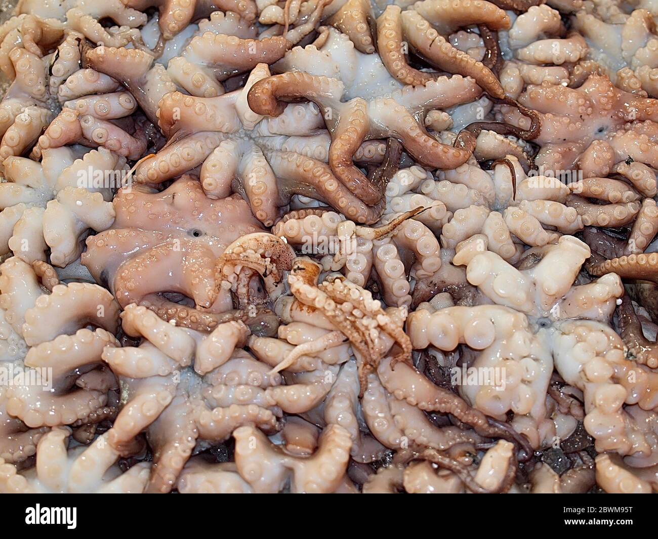 Octopuses at a fish market hi-res stock photography and images - Alamy