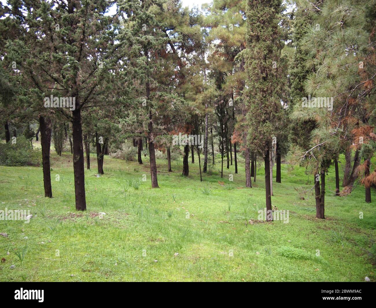 Botanical garden of Athens (Greece Stock Photo - Alamy