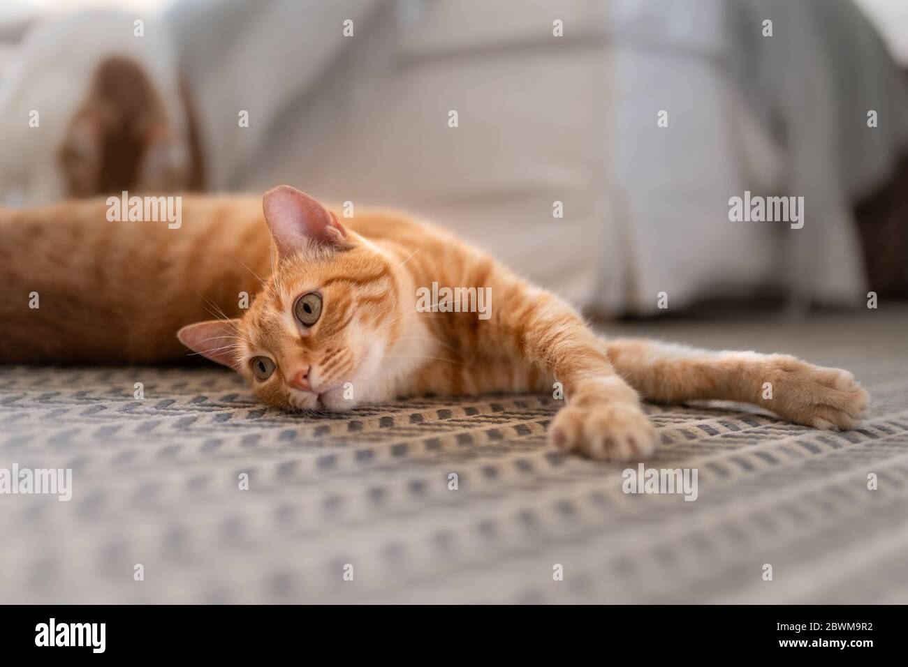 brown tabby cat lying on the carpet, stretches and looks back Stock ...