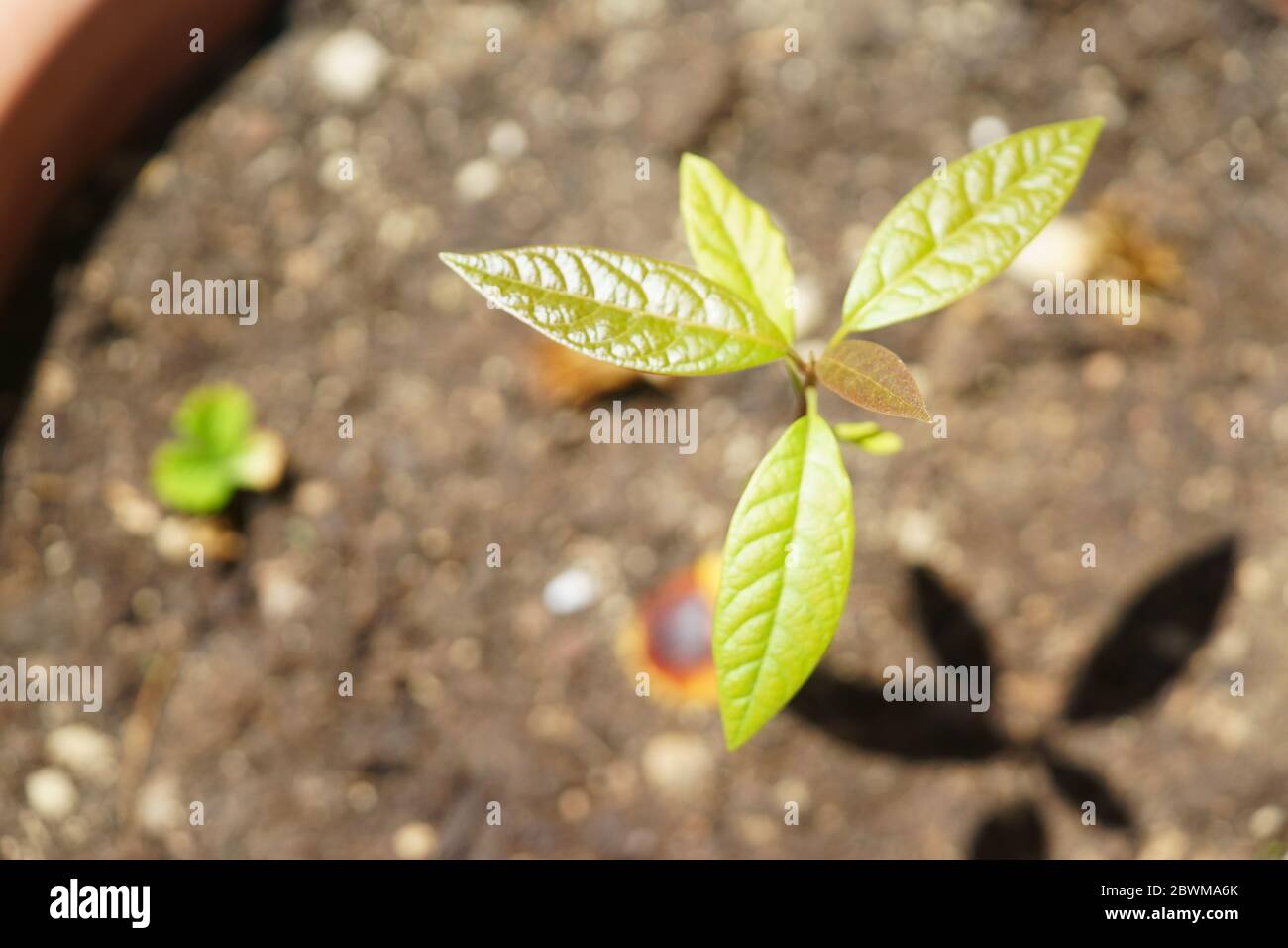 Avocado shoot - detail Stock Photo - Alamy