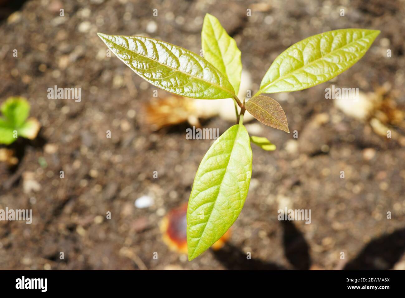 Avocado shoot - detail Stock Photo - Alamy