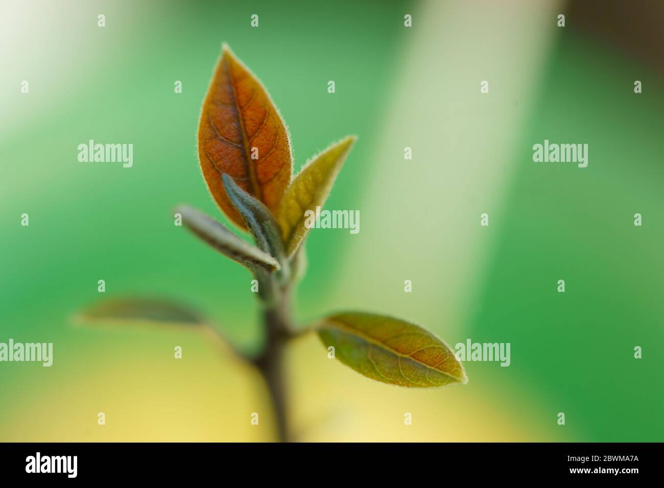 Avocado shoot - detail Stock Photo - Alamy