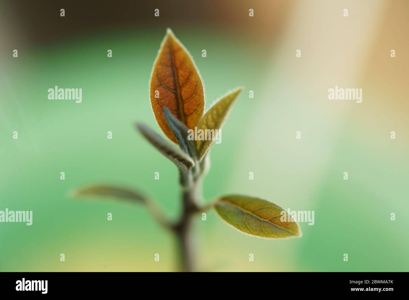Avocado shoot - detail Stock Photo - Alamy