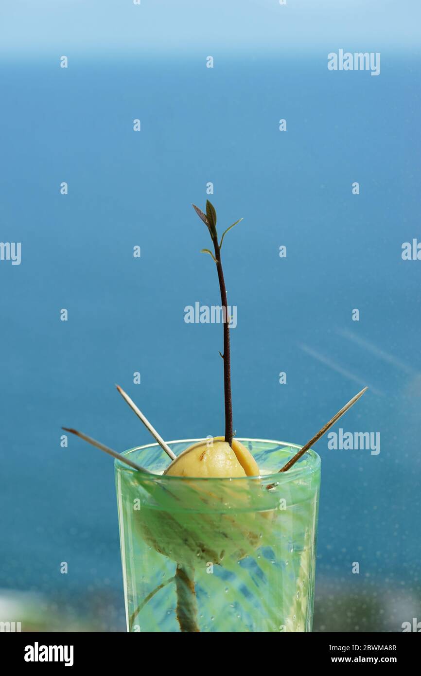 Avocado Seed and shoot In Glass Of Water Stock Photo - Alamy