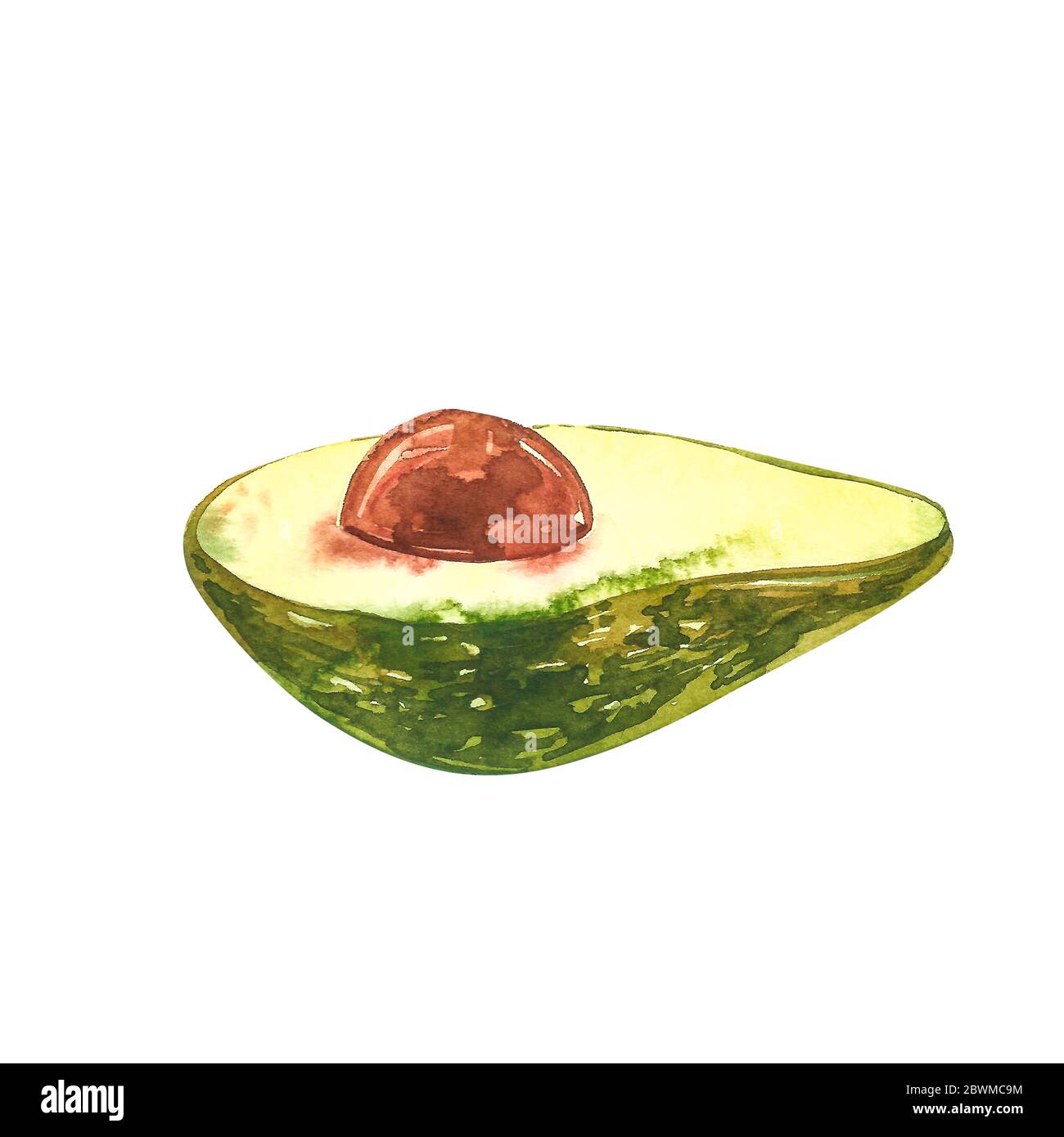 Avocado watercolor hand draw illustration isolated on white background ...