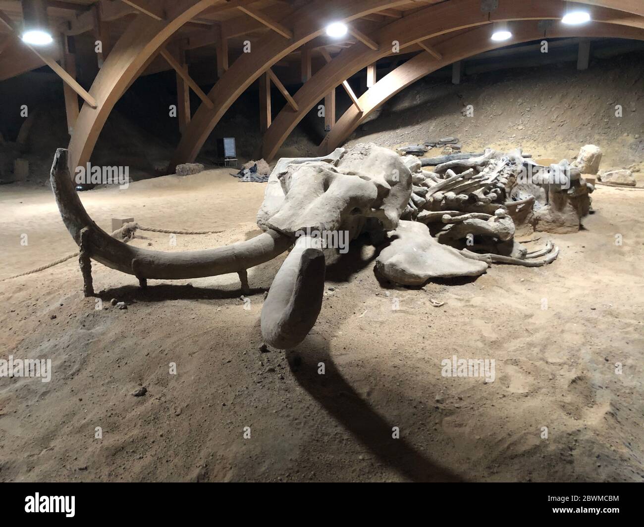 Six million animals hi-res stock photography and images - Alamy