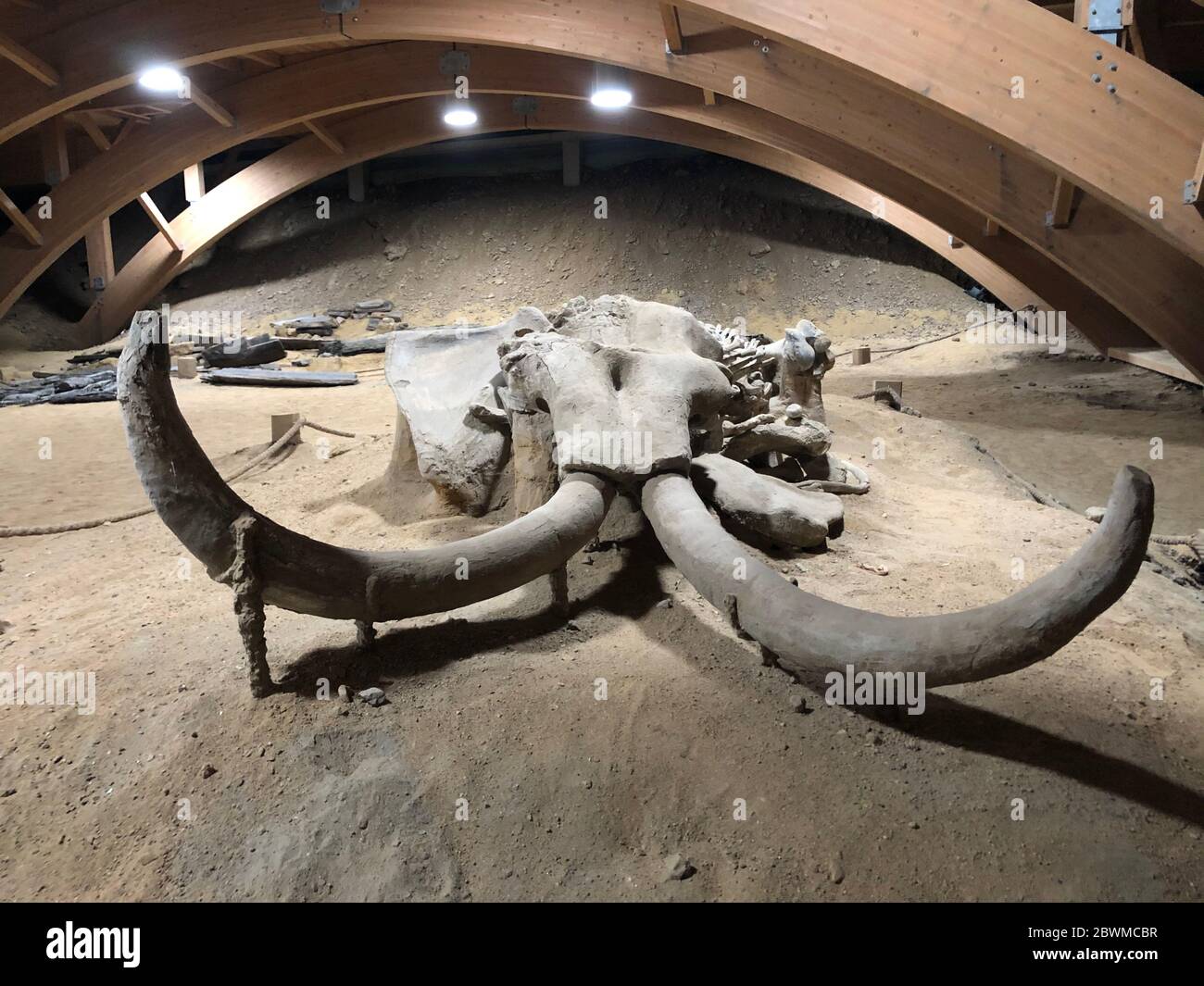 Six million year old hi-res stock photography and images - Alamy