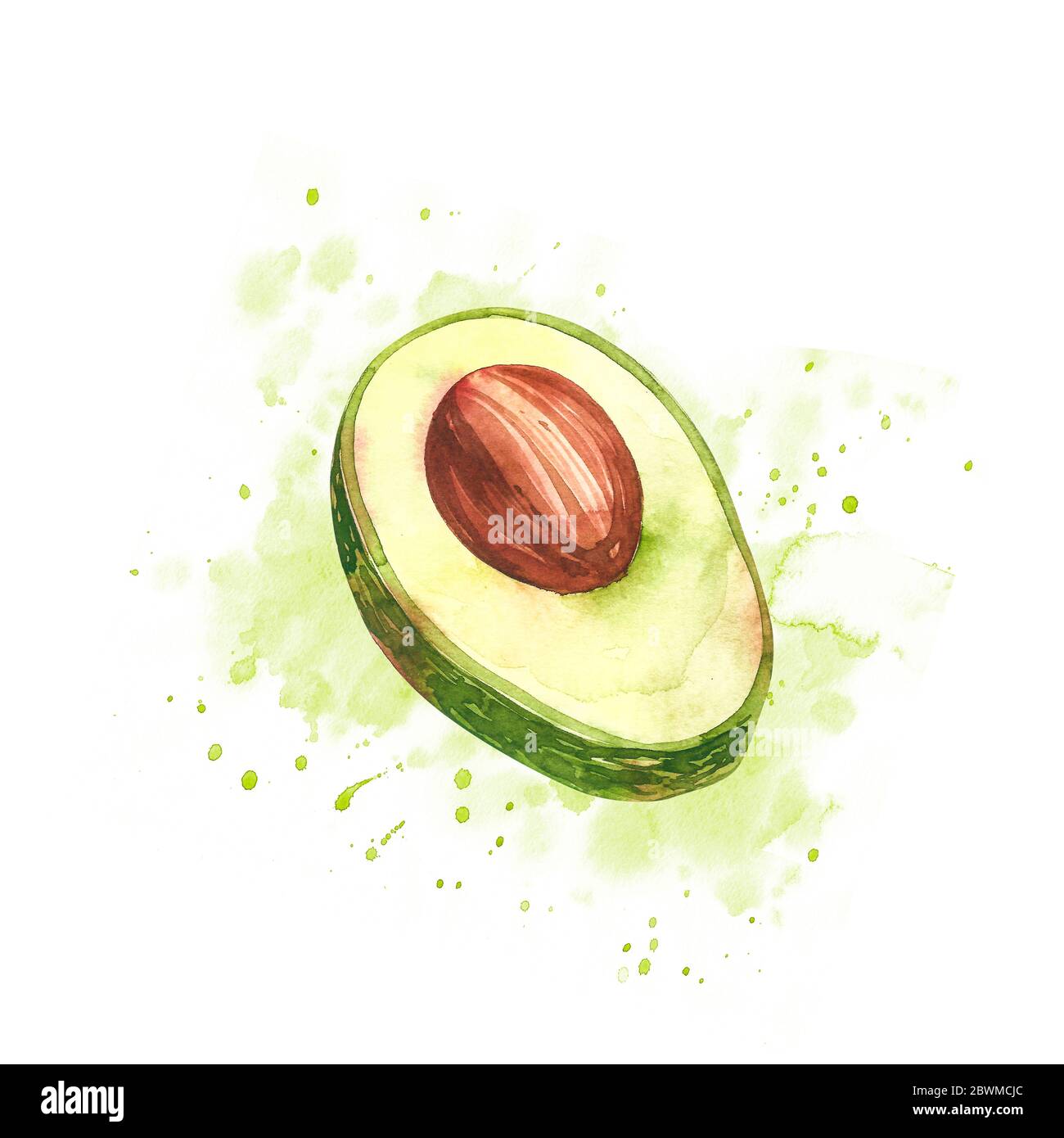 Avocado watercolor hand draw illustration isolated on white background ...
