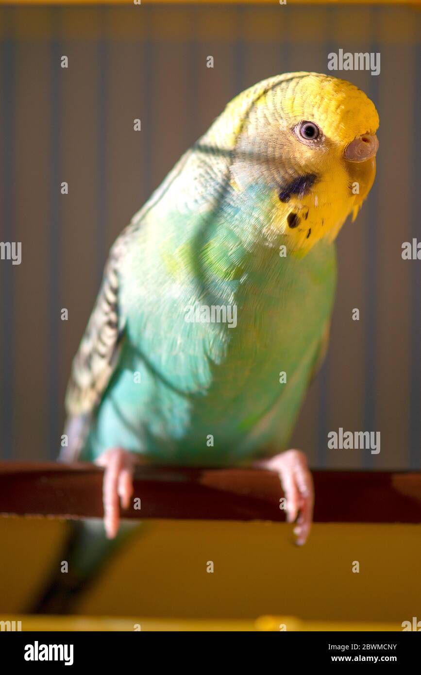 Green budgie hi-res stock photography and images - Alamy