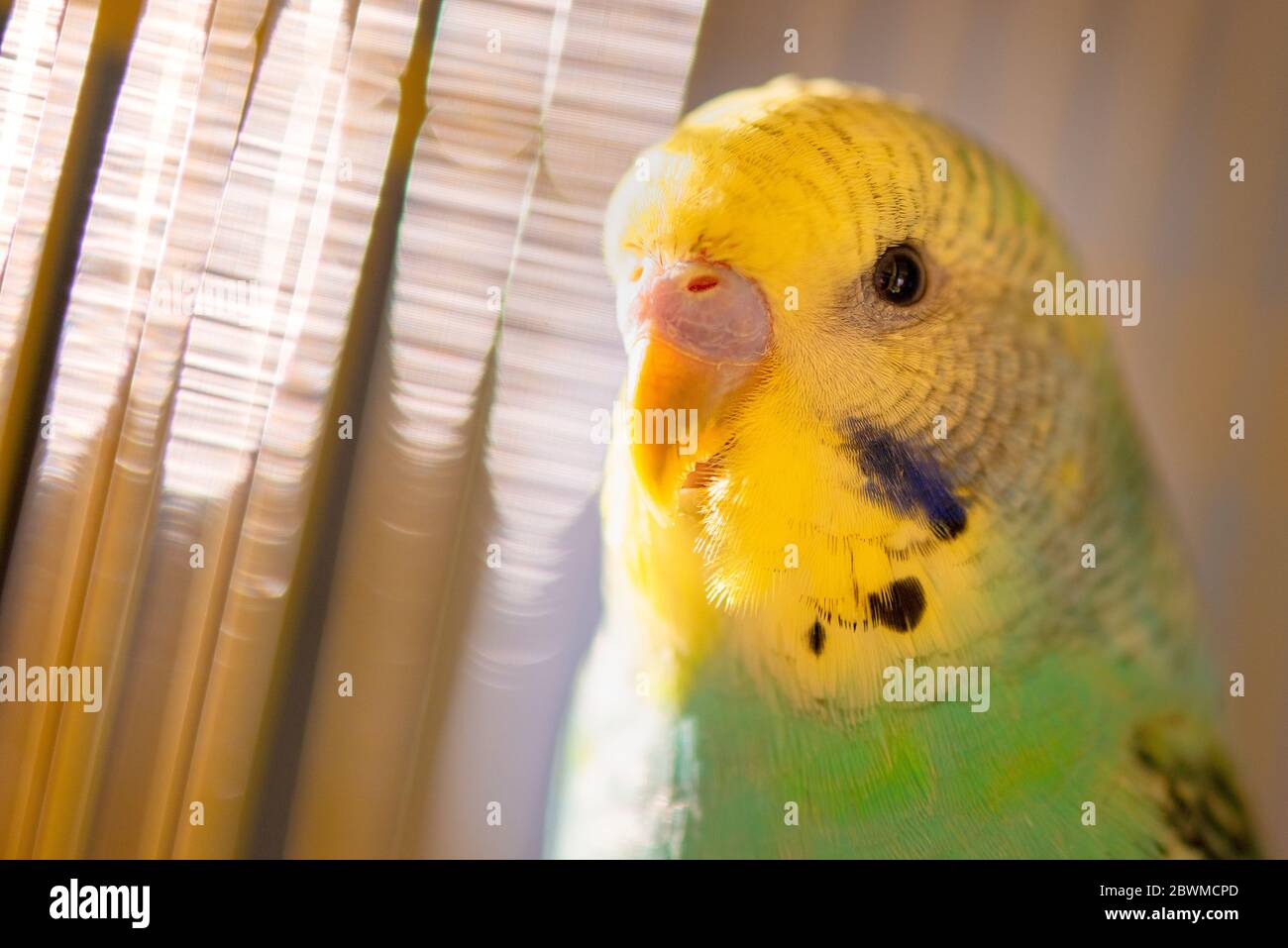 Green budgerigar parrot close up sits on cage near the mirror. Cute ...