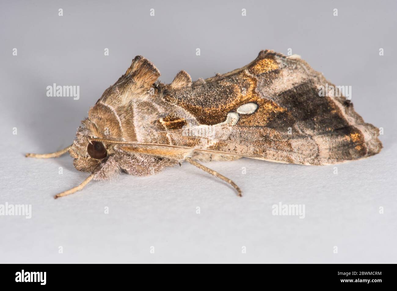 Green Garden Looper Stock Photo - Alamy