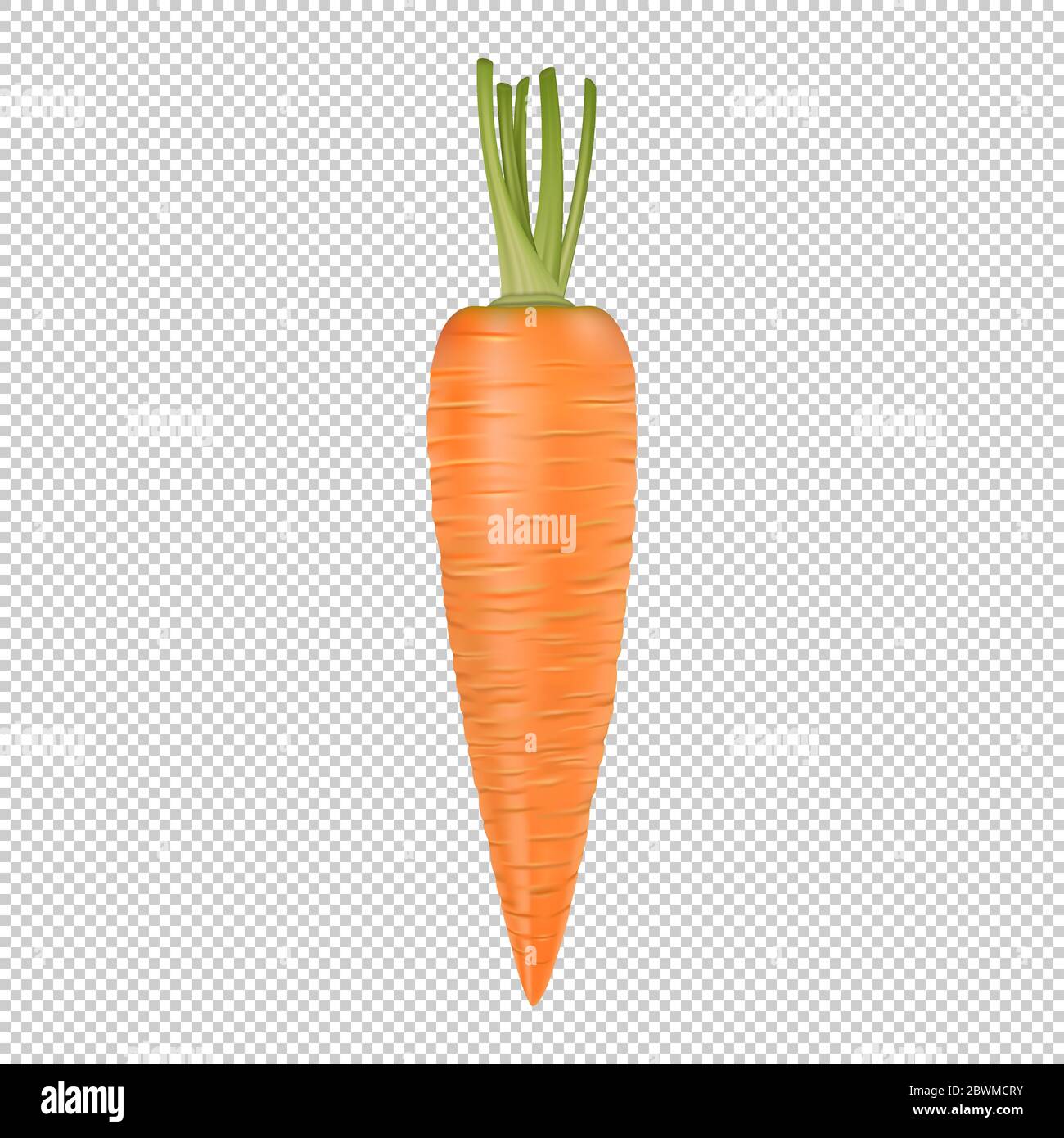 Isolated realistic vector carrot icon. Design template Stock Vector ...