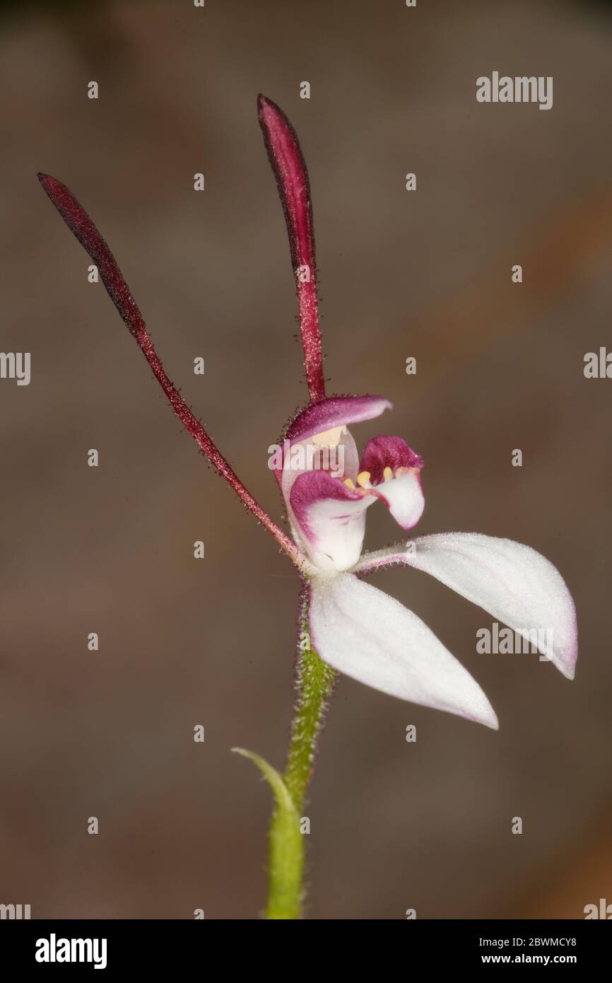 Australian native orchids hi-res stock photography and images - Alamy