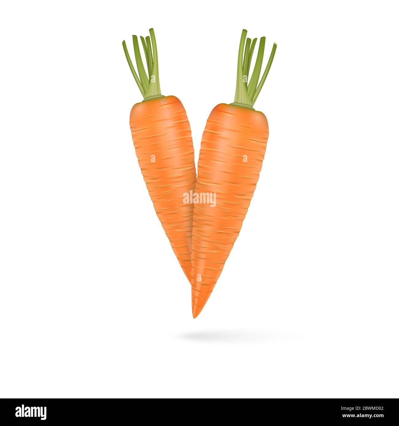 Two realistic vector carrots on white background Stock Vector Image ...