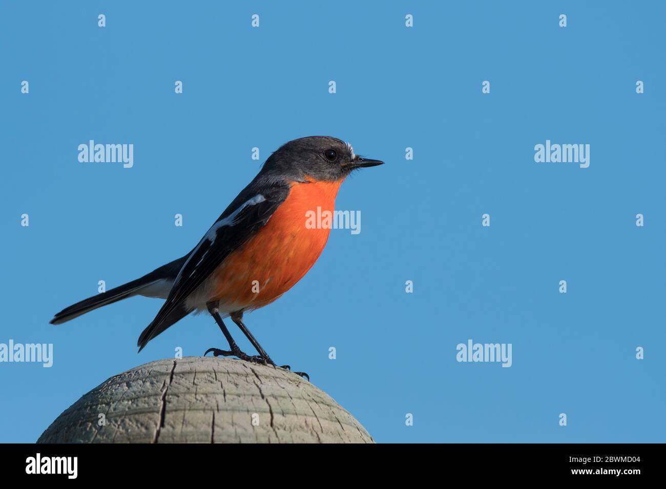 Flame Robin male Stock Photo - Alamy