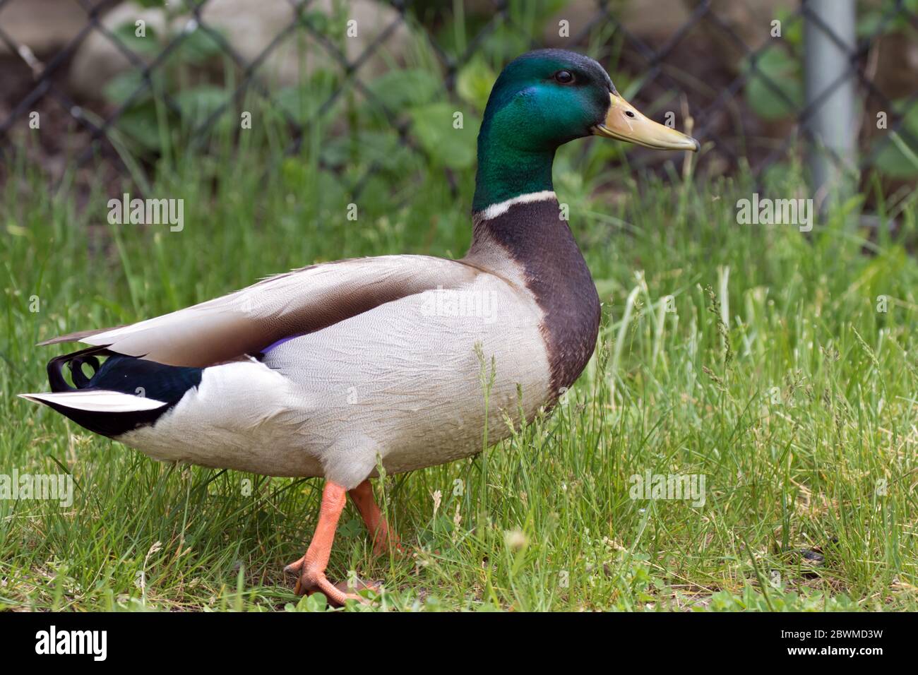 An isolated outdoor portrait of a male Mallard Duck in Ontario, Canada ...