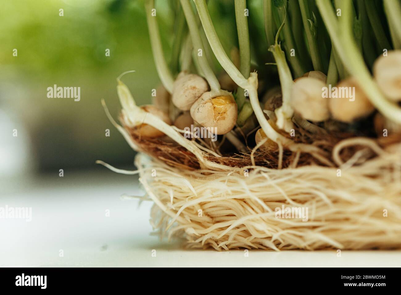 Roots of micro green plant close up Stock Photo - Alamy