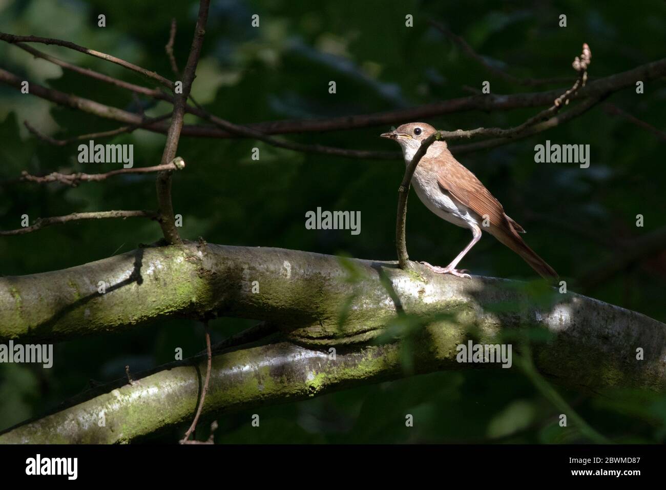 nightingale (Luscinia megarhynchos) with an insect in his beak, small ...