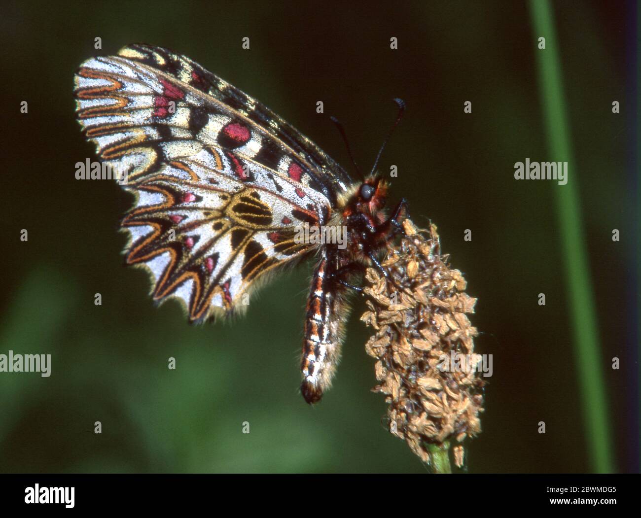 Polyxena butterfly hi-res stock photography and images - Alamy