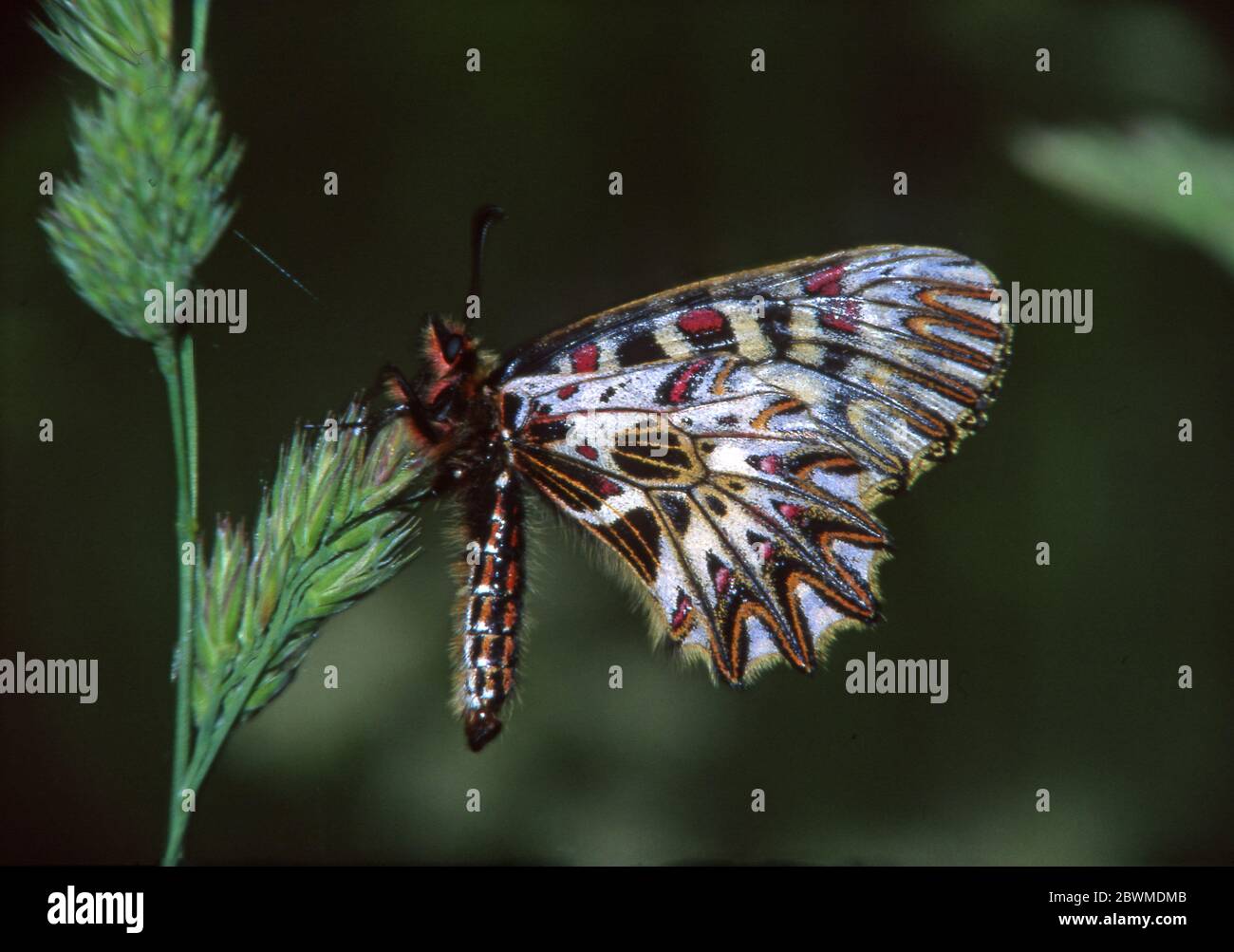 Polyxena butterfly hi-res stock photography and images - Alamy