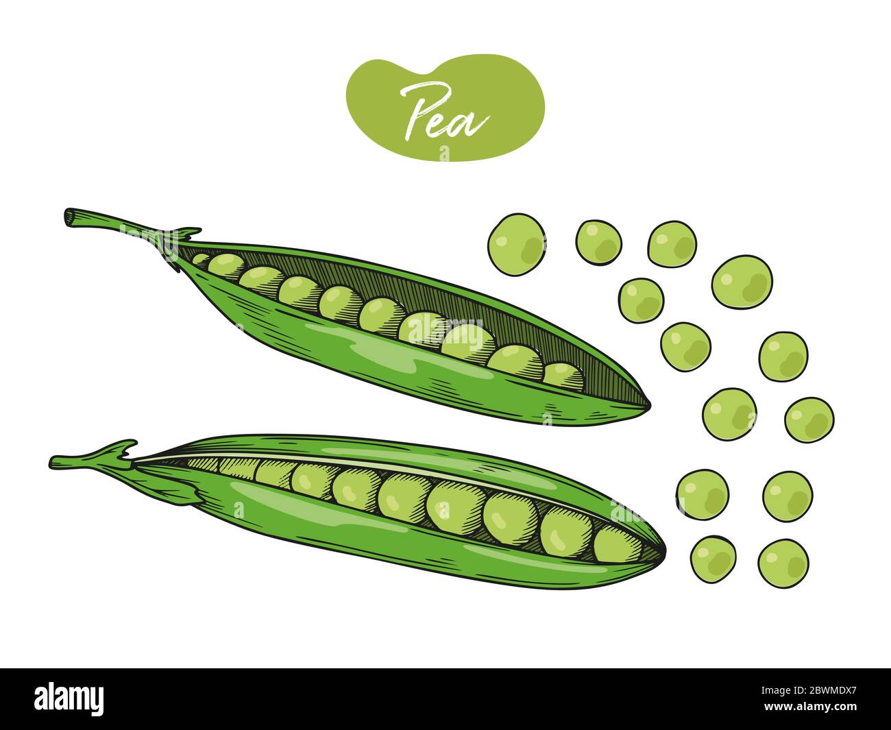 Pea Seed Vector