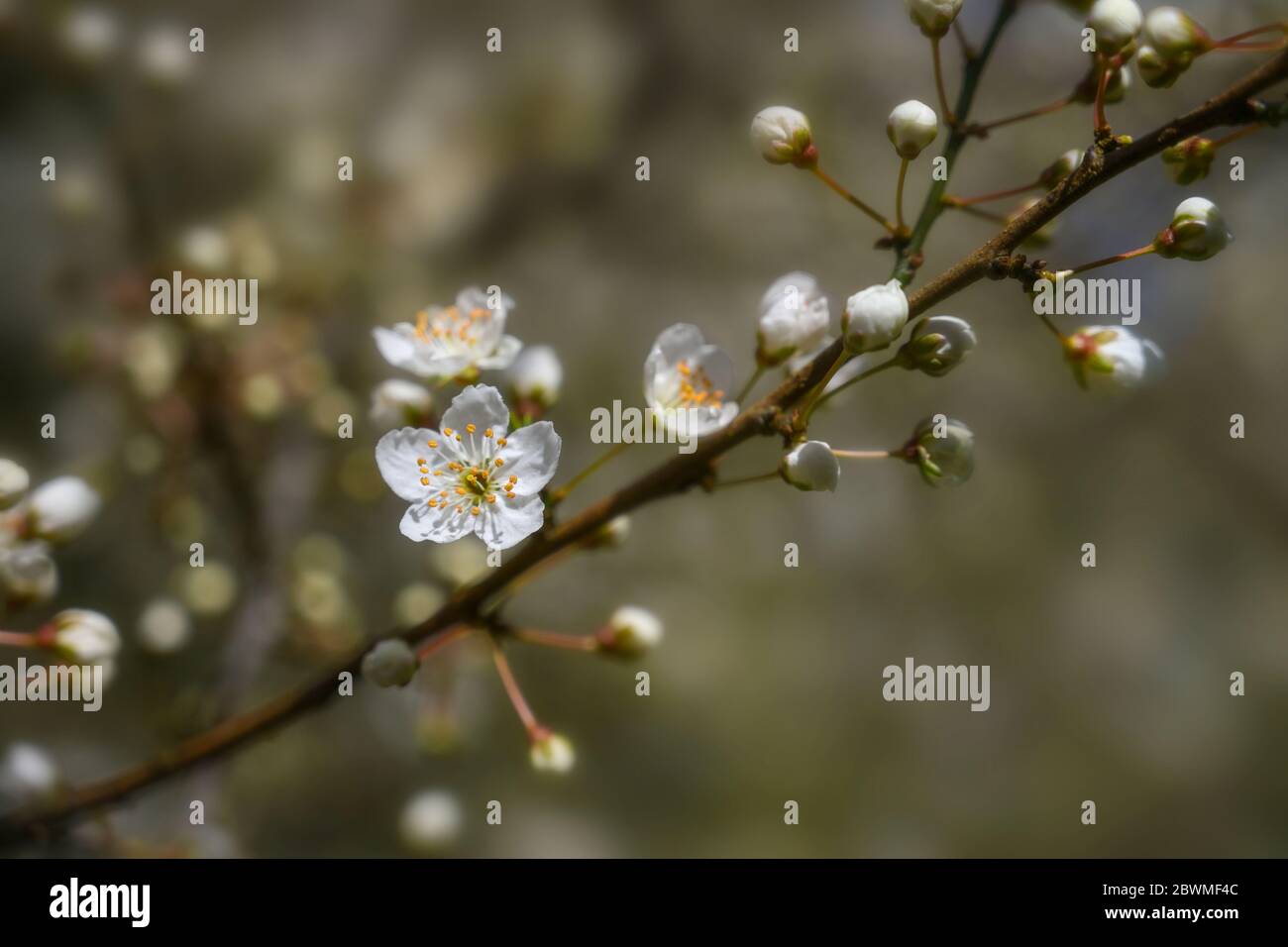 Blossoming branch of the cherry plum tree (Prunus cerasifera) with ...