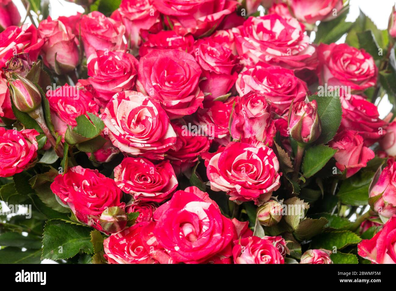 Bright roses Fireworks. Close up beautiful flower isolated on white ...