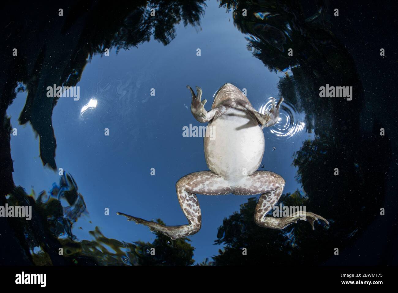 A frog swims in a New England pond. Frogs and other amphibians are ...