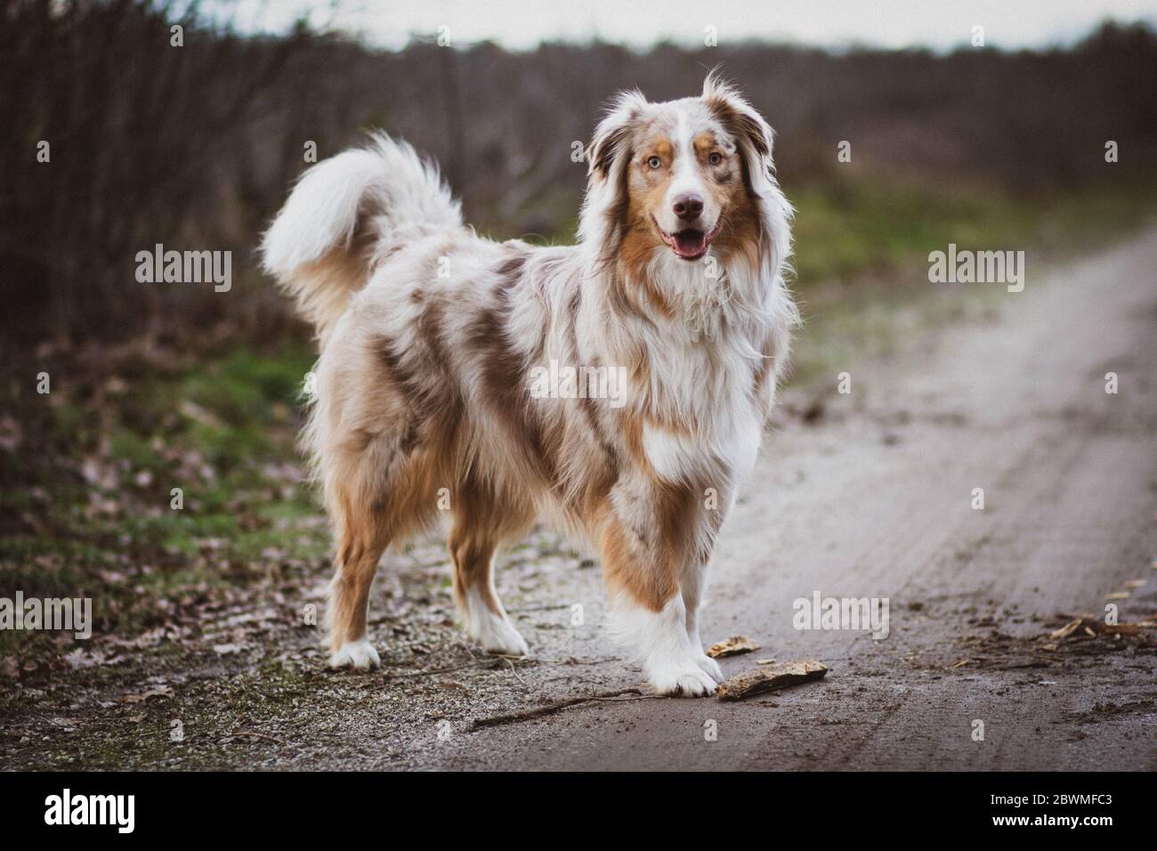 Photo of australian shephard standing Stock Photo - Alamy