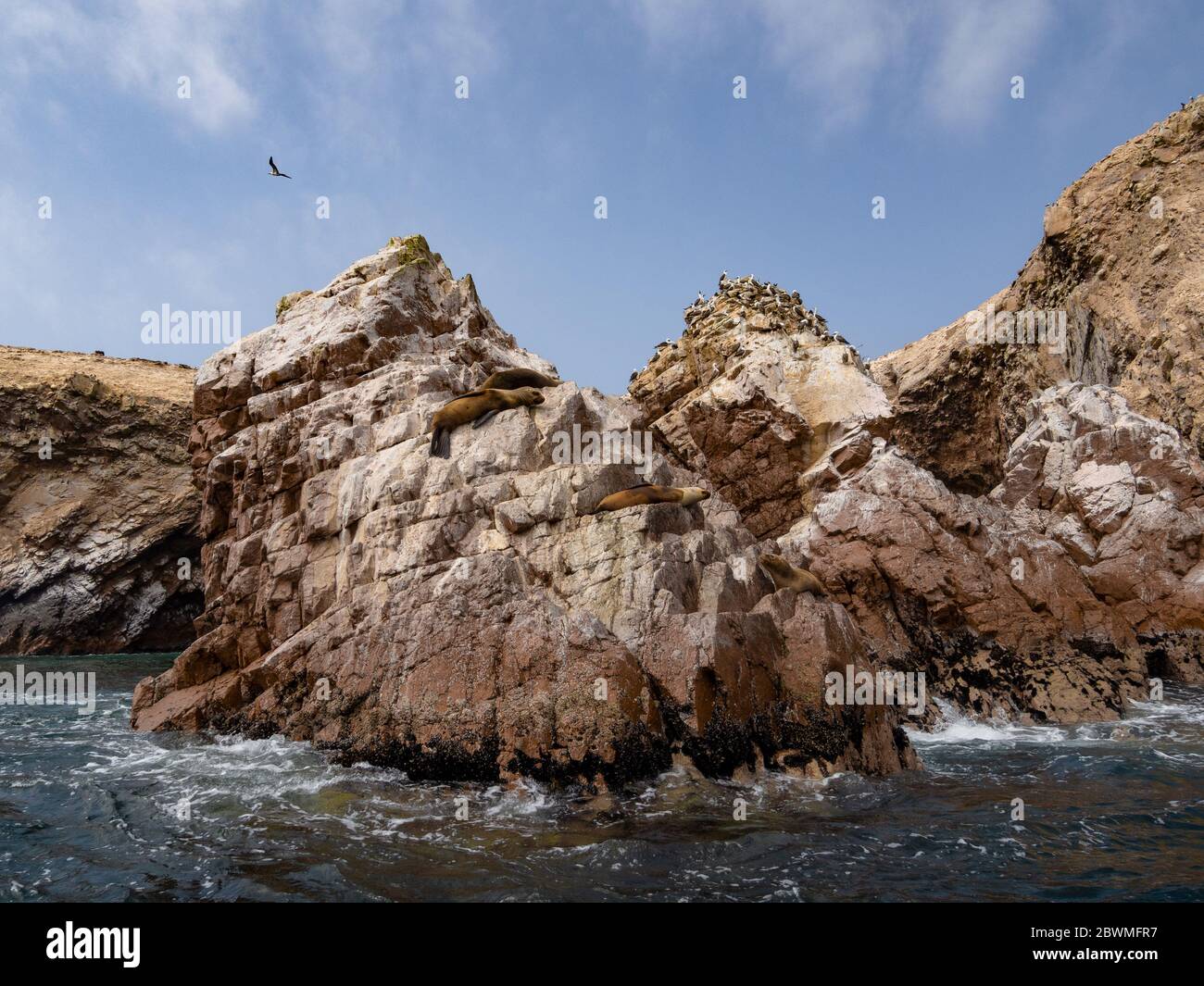 Seagulls and otters in Islas Ballestas in Paracas, Ica, Peru Stock ...