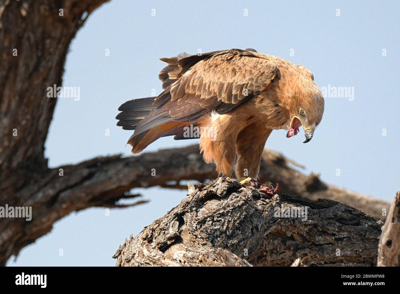 Australian feather stars hi-res stock photography and images - Alamy