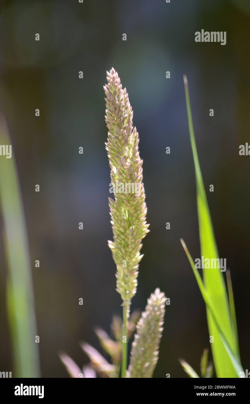 Close-up of Holcus lanatus in bloom, reaching a height of 30 to 90 cm ...