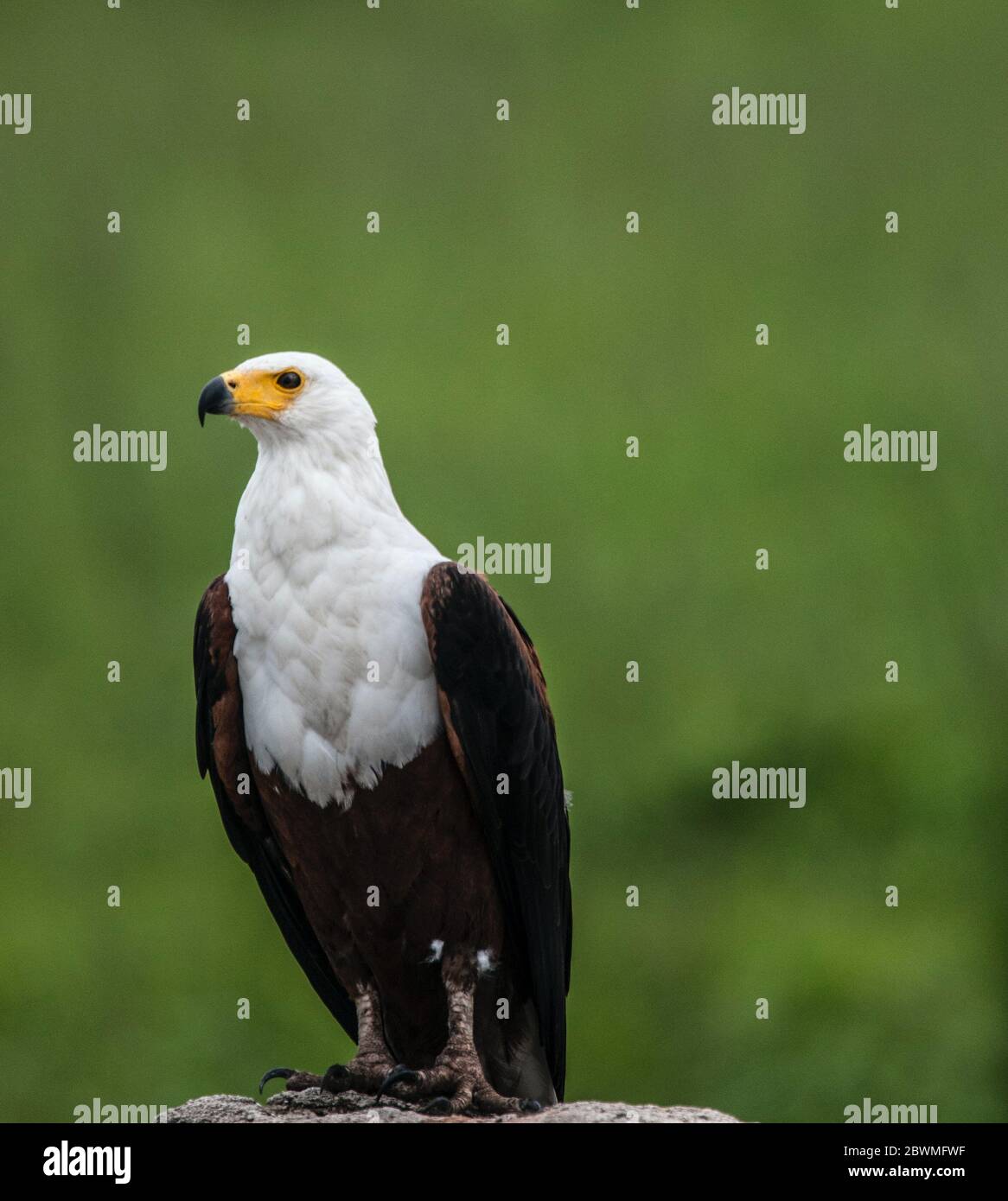 Photo of australian shephard standing Stock Photo - Alamy