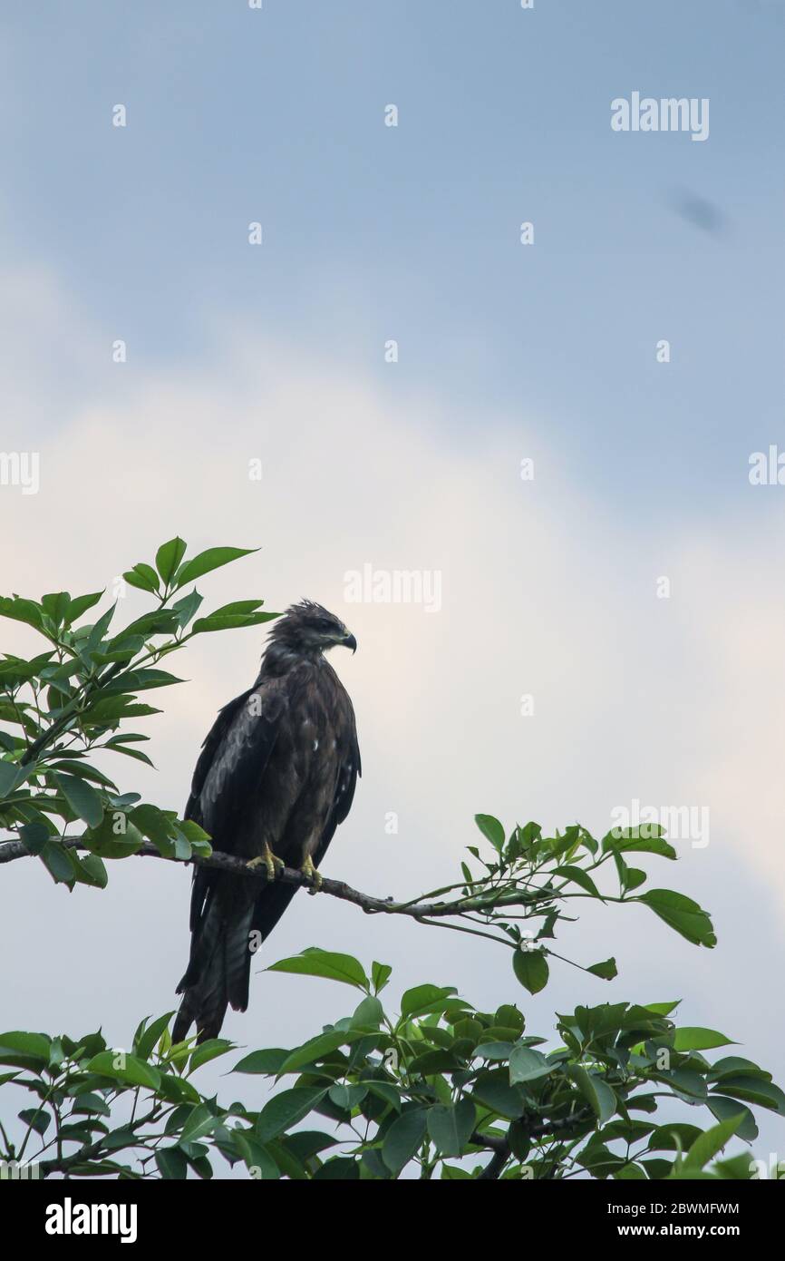 Australian feather stars hi-res stock photography and images - Alamy