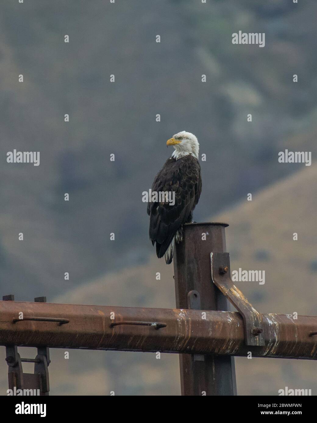 Photo of australian shephard standing Stock Photo - Alamy