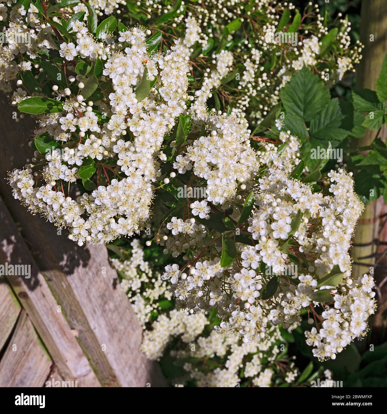 White clusters of flowers on a Firethorn (Pyracantha) Bush Stock Photo ...
