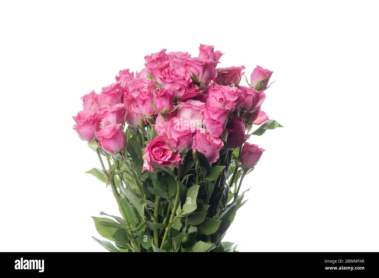Bright pink roses Lianne. Close up beautiful flower isolated on white ...
