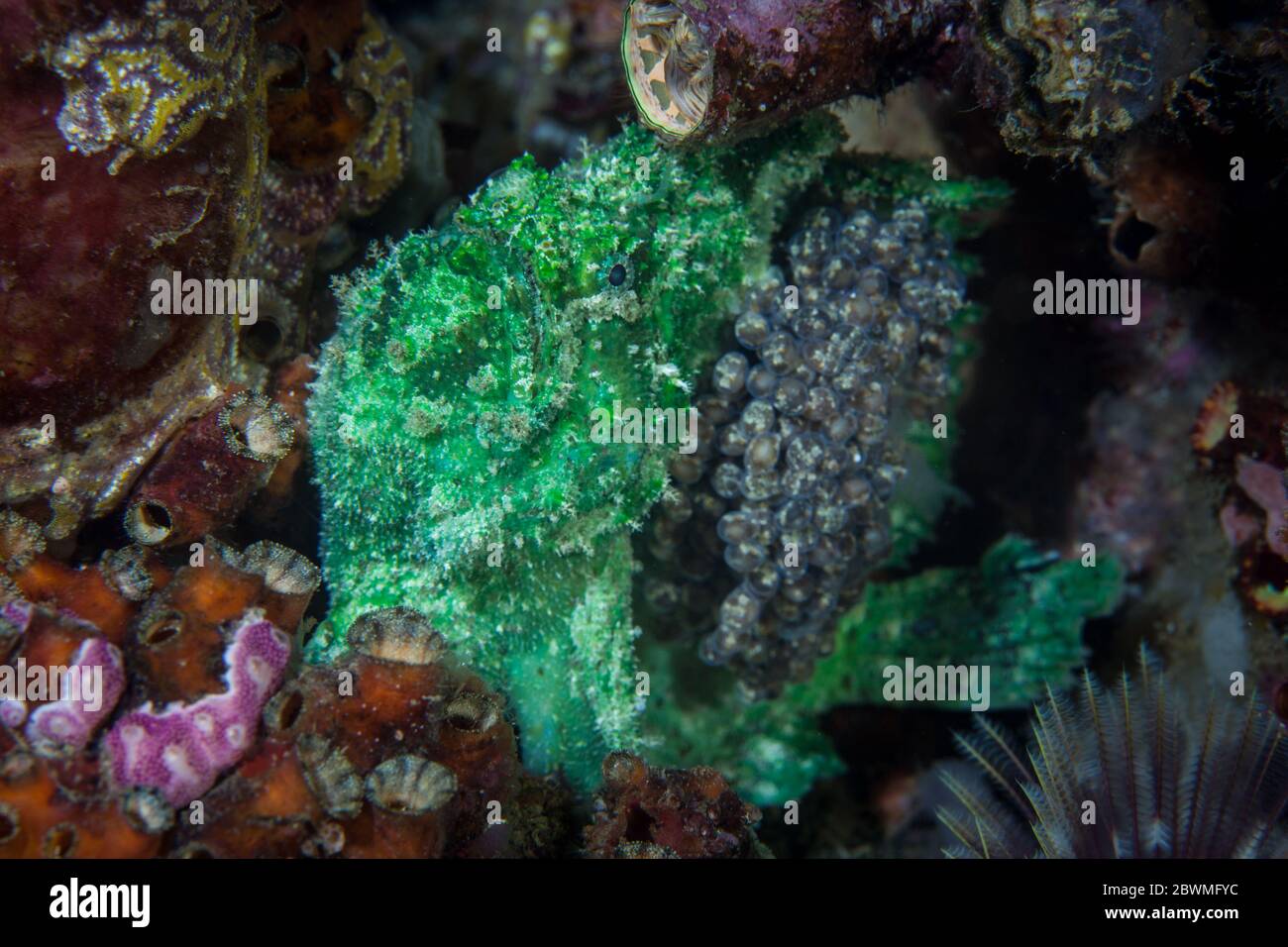 A well-camouflaged Marble-mouthed frogfish, Lophiocharon lithinostomus ...