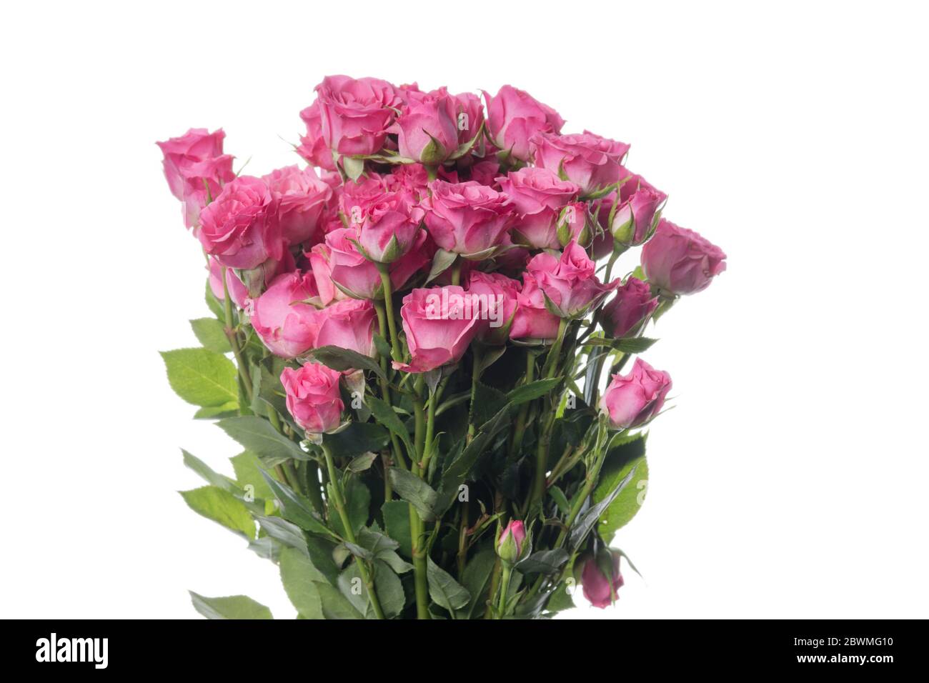 Bright pink roses Lianne. Close up beautiful flower isolated on white ...