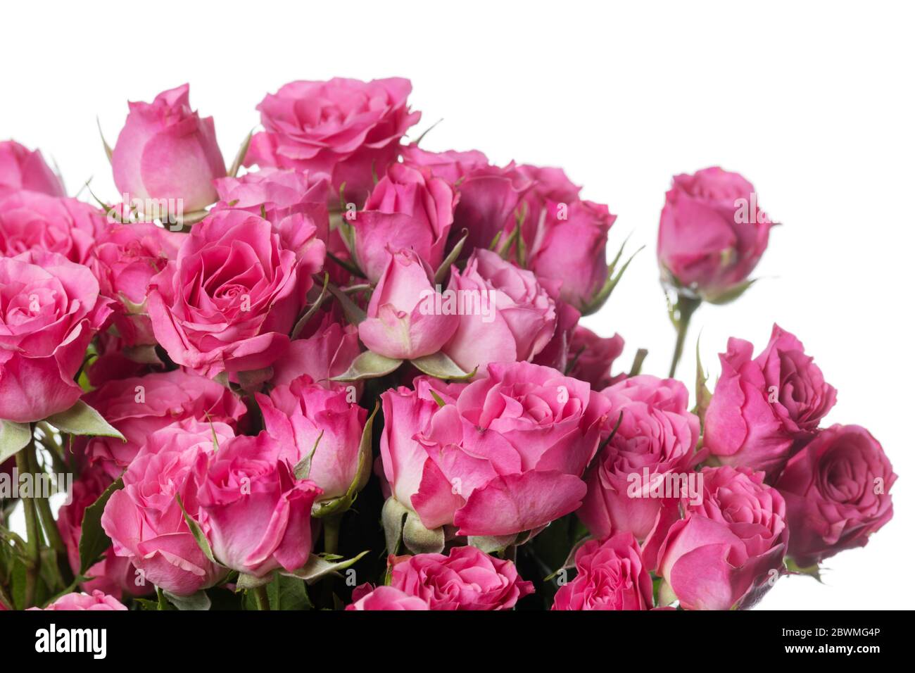 Bright pink roses Lianne. Close up beautiful flower isolated on white ...