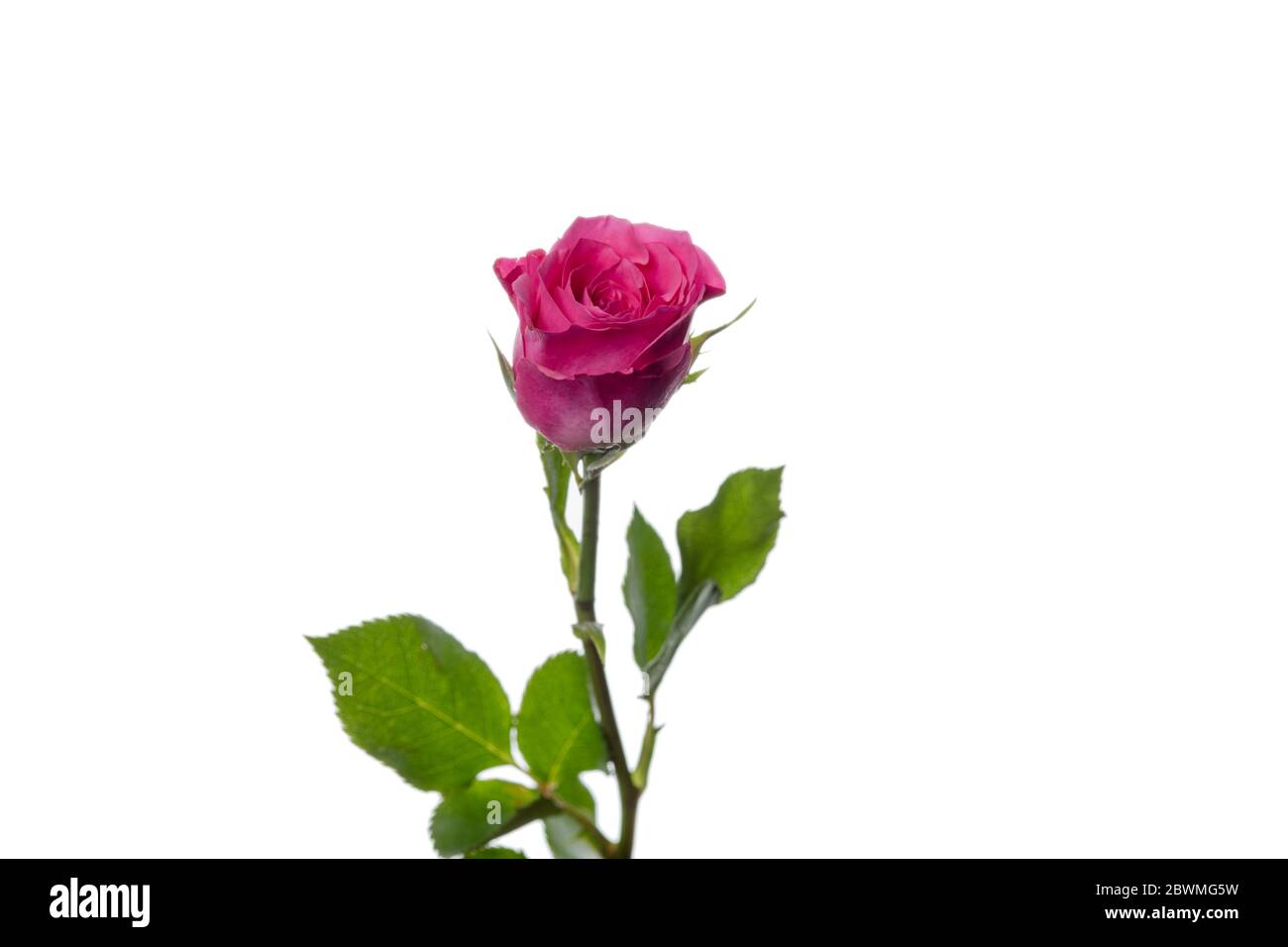 Bright pink roses Lianne. Close up beautiful flower isolated on white ...