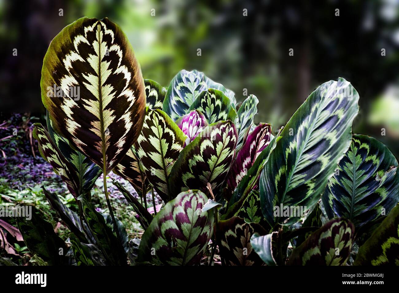 Plants from the jungle in Ecuador Stock Photo - Alamy
