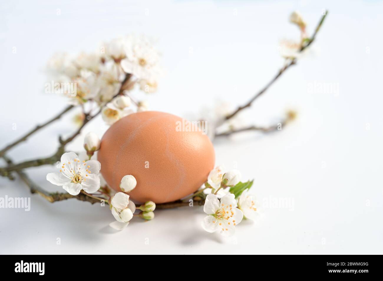 Flowering cherry plum twig (Prunus cerasifera) and a brown Easter egg ...