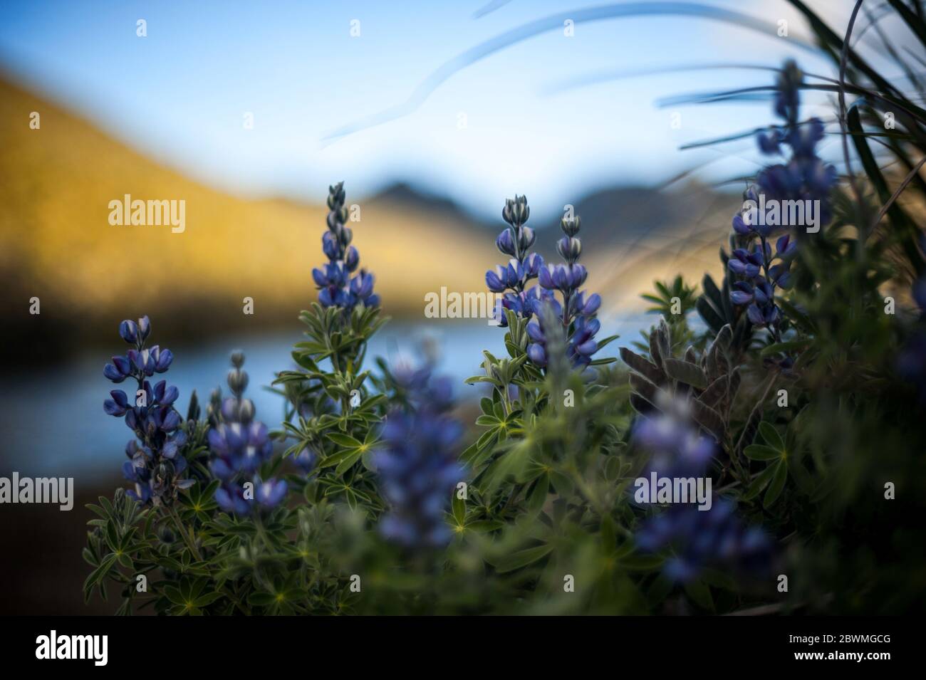 Wild flowers from the highlands Stock Photo - Alamy