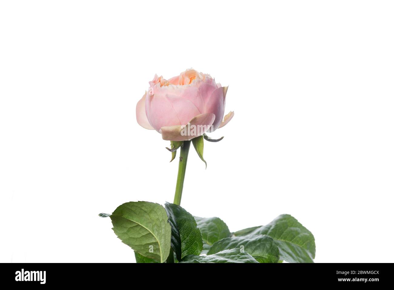 Pink Romantic vuvuzela rose. Close up beautiful flower isolated on ...