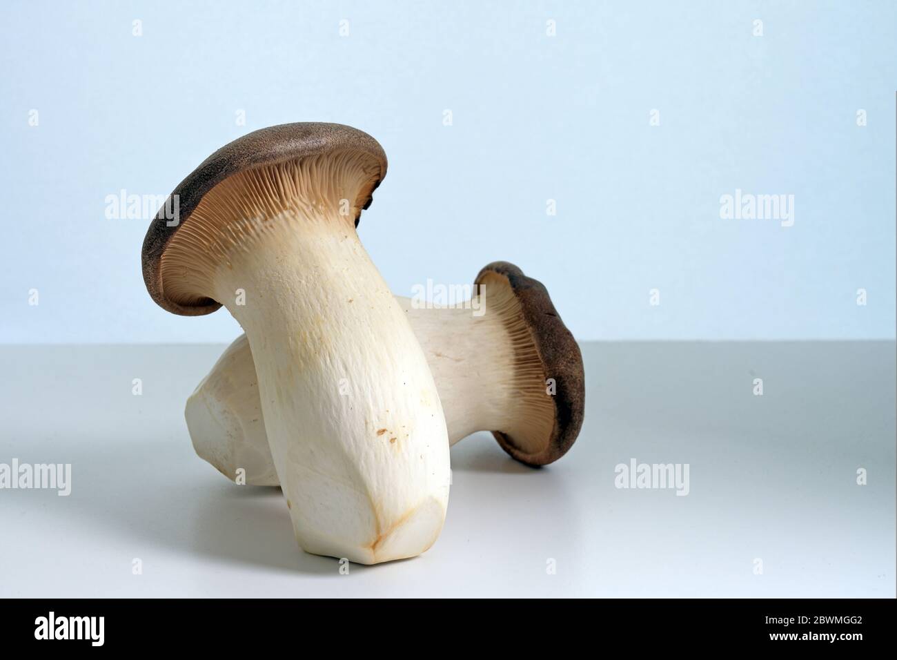 Two King oyster mushroom, Pleurotus eryngii, also called trumpet royale ...