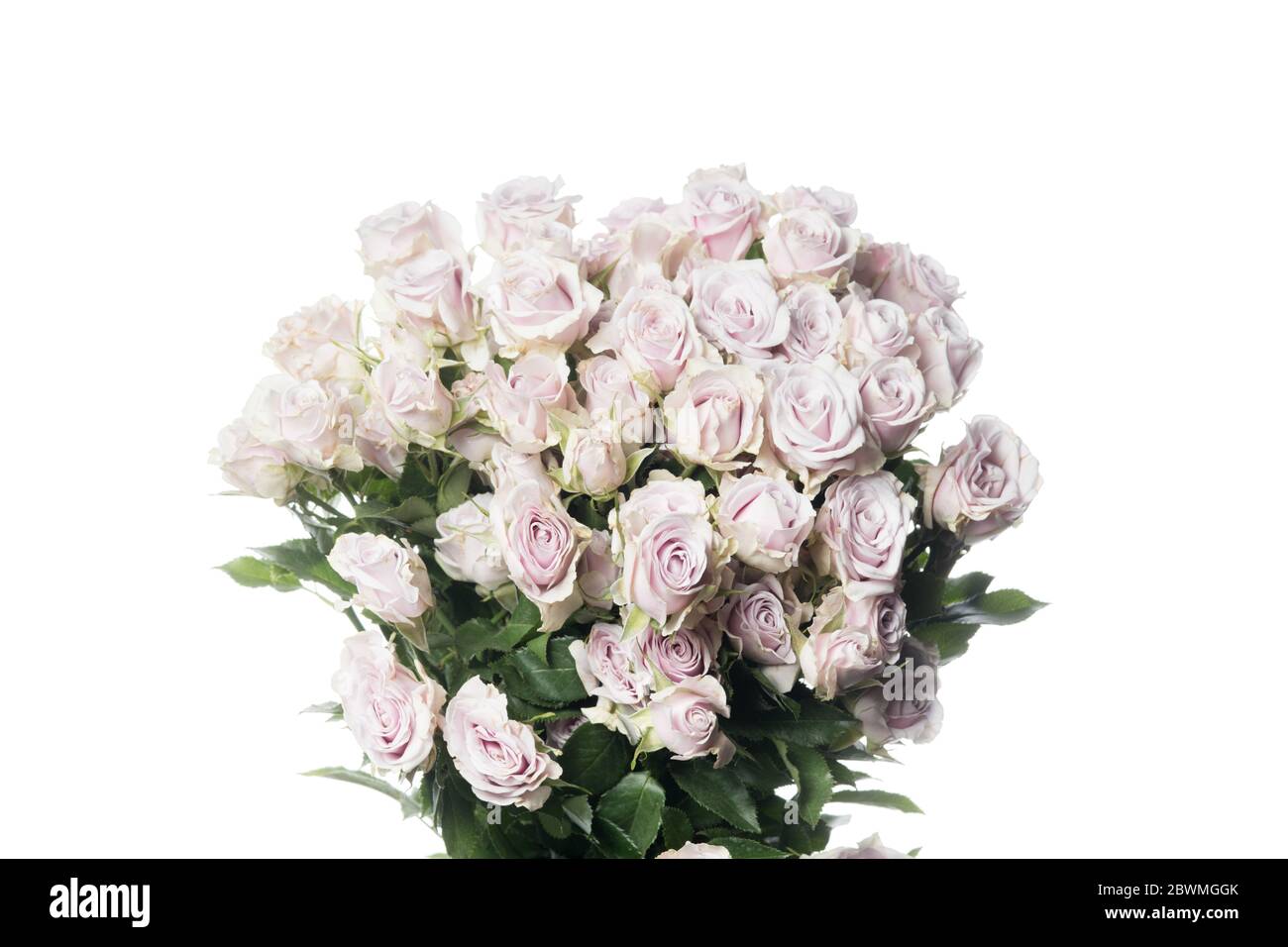 Silver shadow roses. Close up beautiful flower isolated on white studio ...