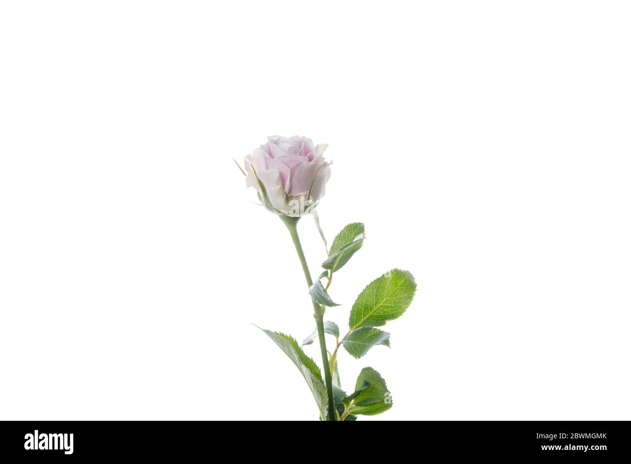 Silver shadow roses. Close up beautiful flower isolated on white studio ...